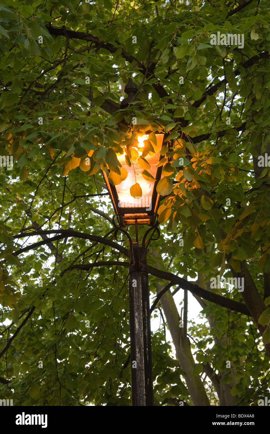 street lamp with tree in bedford uk Stock Photo - Alamy