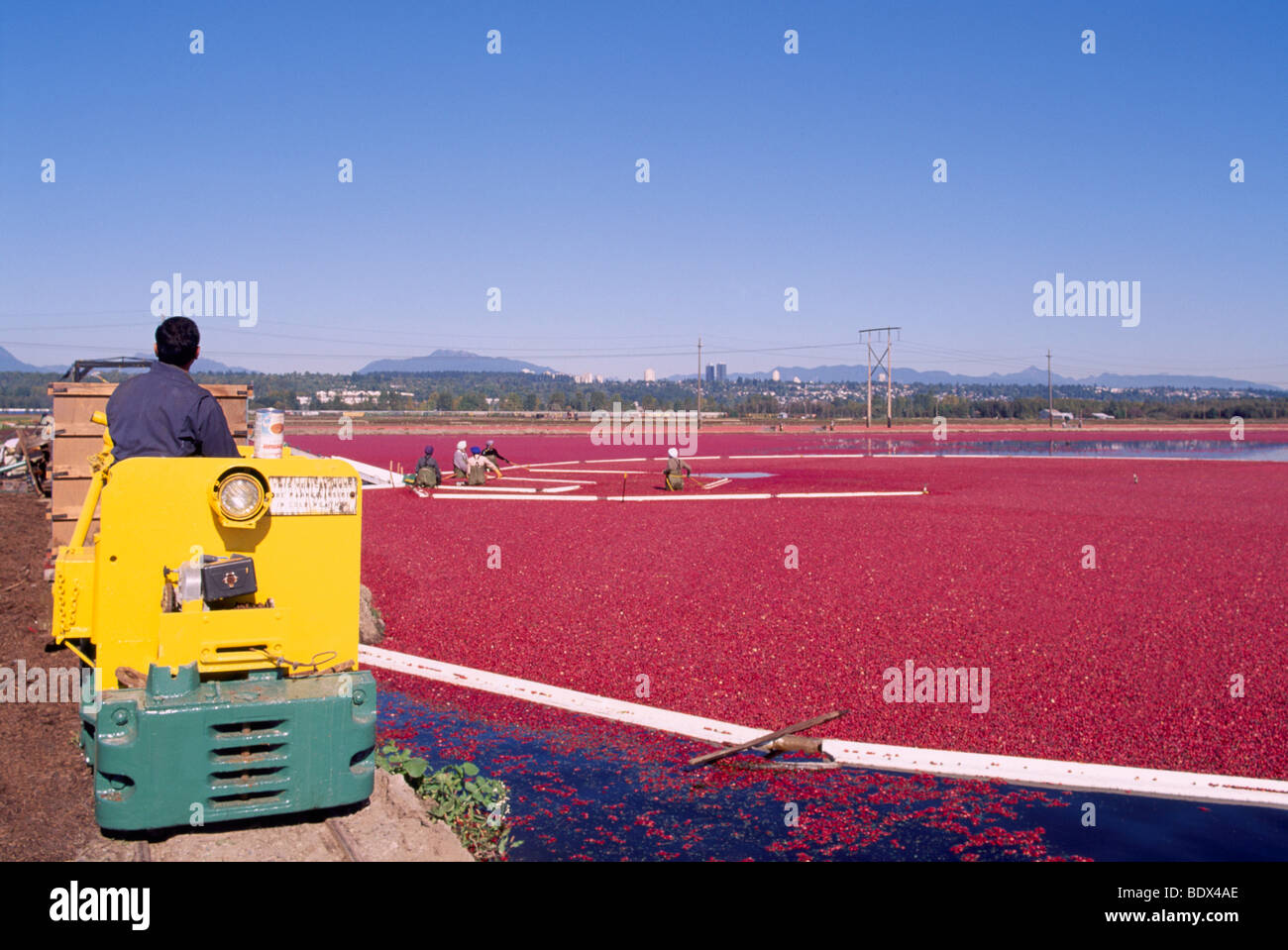 Cranberry harvesting machine hi-res stock photography and images - Alamy