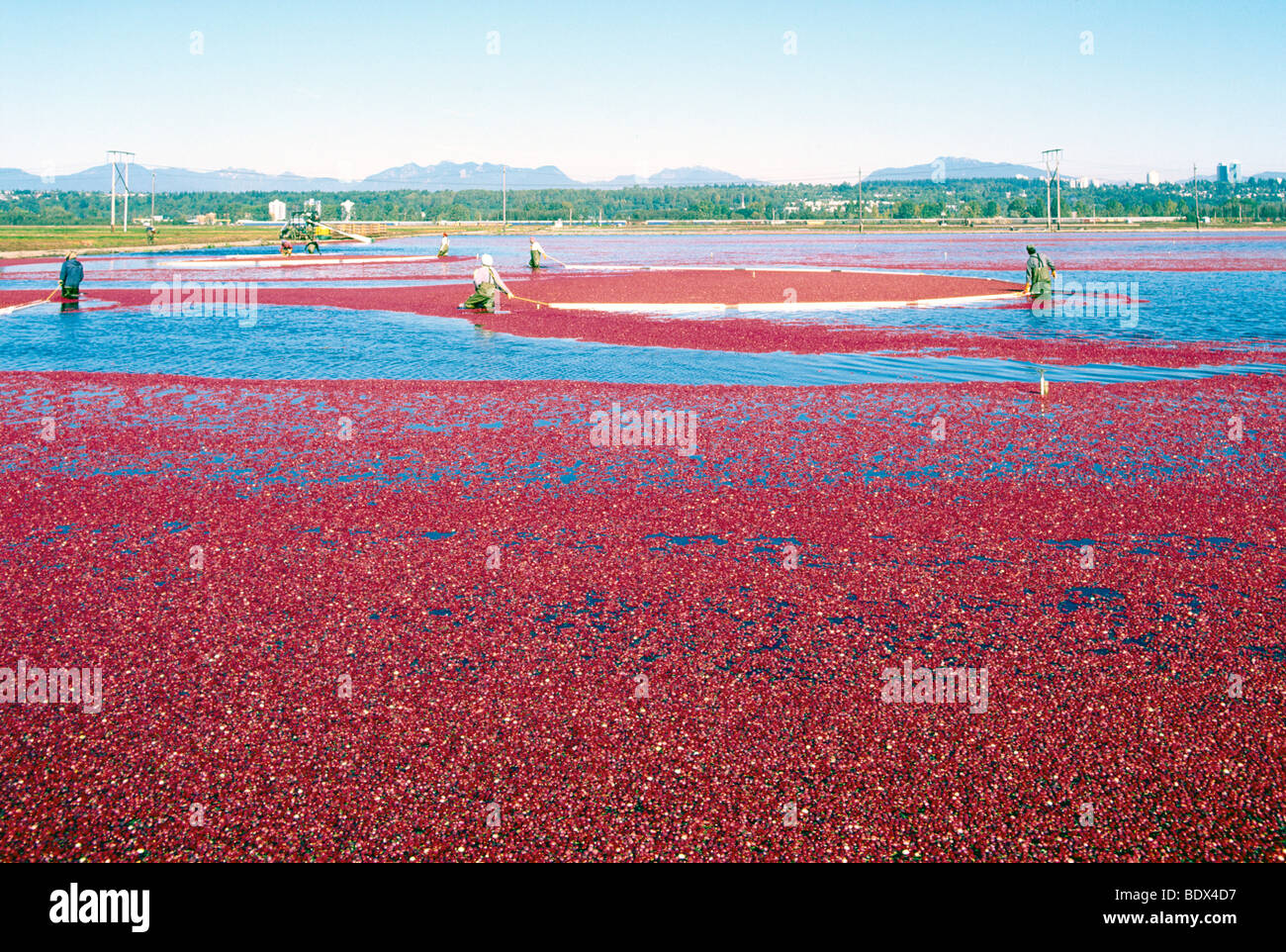 Cranberries floating hi-res stock photography and images - Alamy