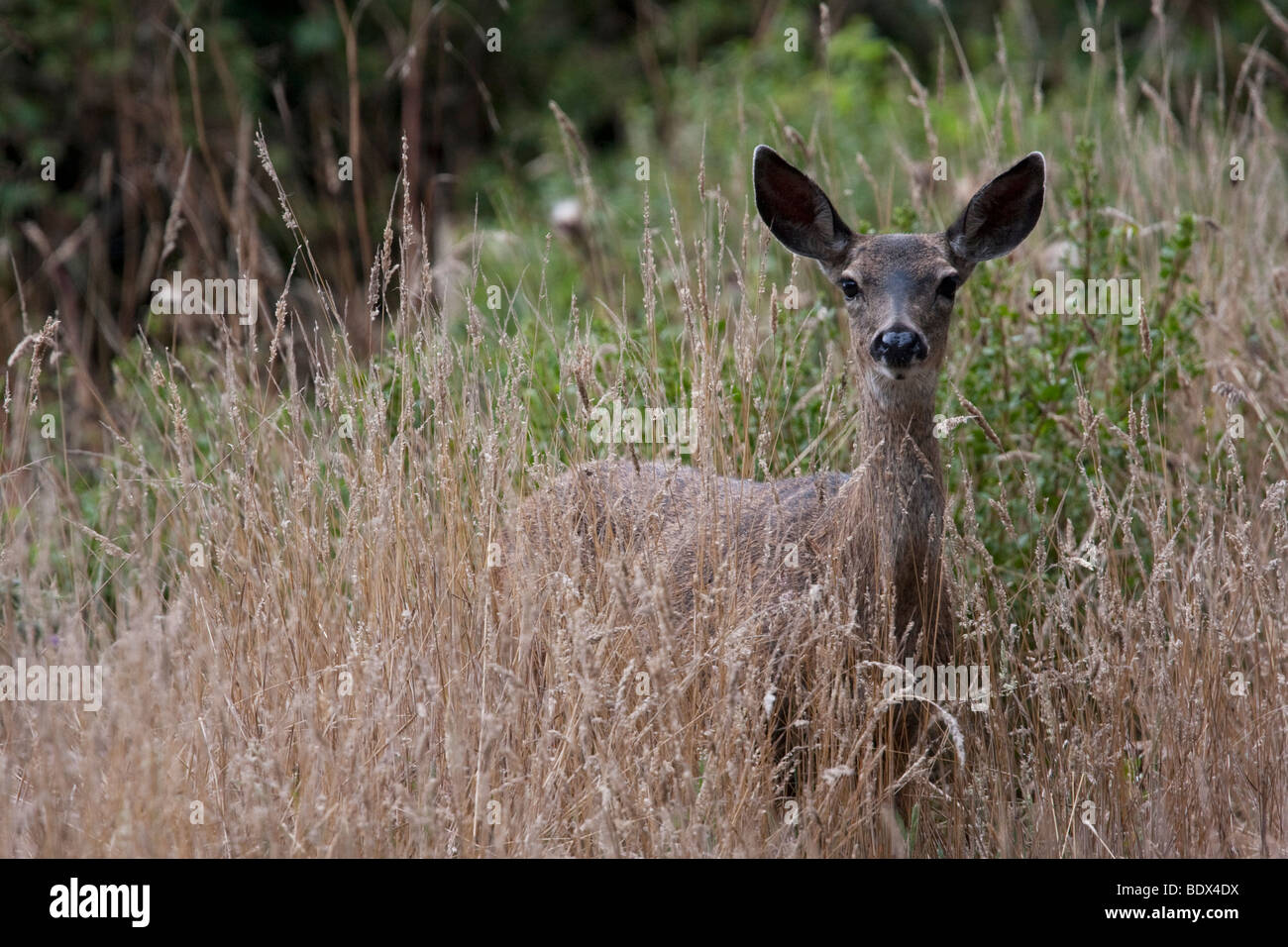 Mule deer (Odocoileus hemionus) in Point Reyes National Seashore ...
