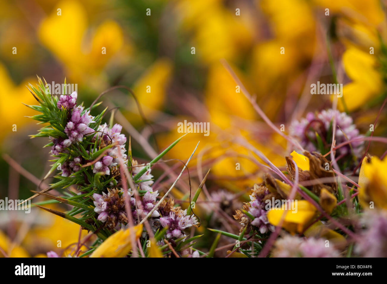 common dodder; Cuscuta epithymum; on western gorse; cornwall Stock ...
