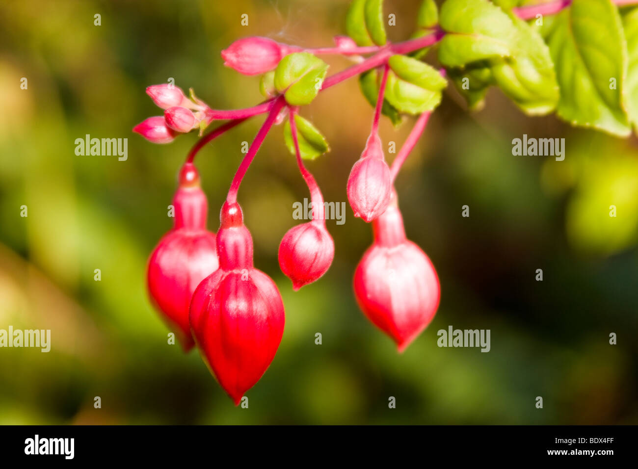 Fuchsia buds hi-res stock photography and images - Alamy