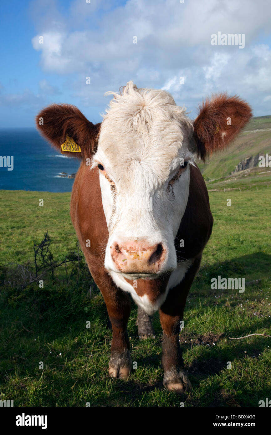Farming on the coast hi-res stock photography and images - Alamy