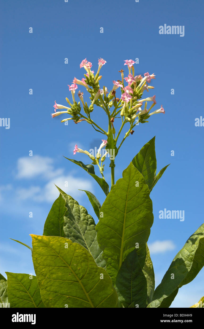Burley tobacco plants hi-res stock photography and images - Alamy