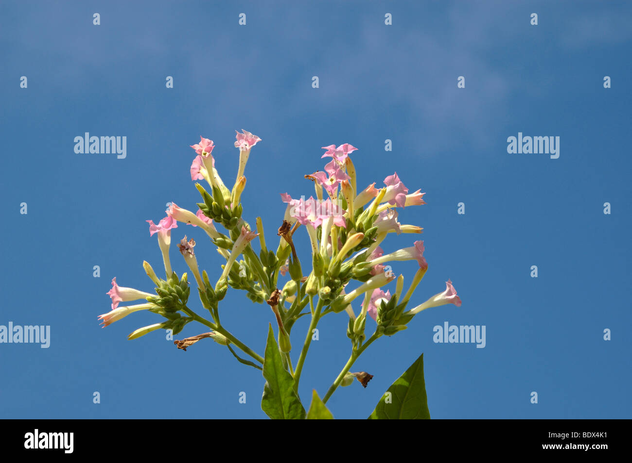 Burley tobacco plants hi-res stock photography and images - Alamy