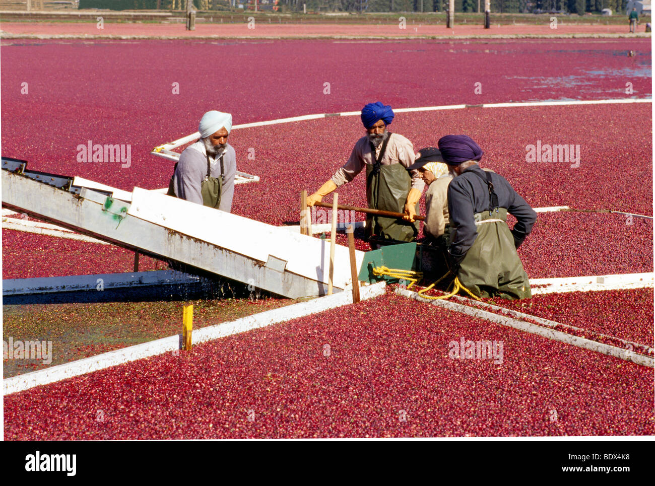 Cranberry harvesting machine hi-res stock photography and images - Alamy
