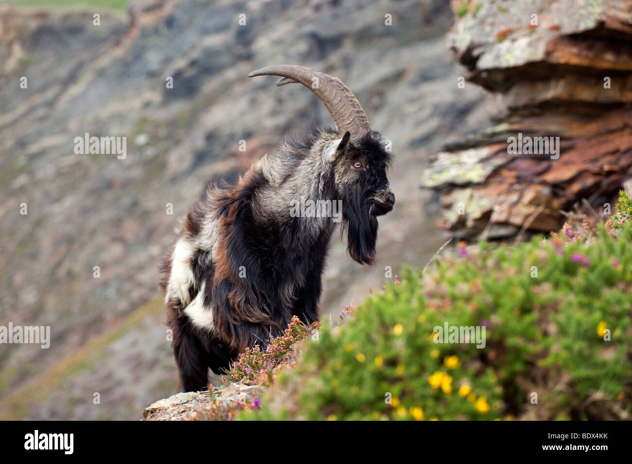 feral goat; Capra hircus; strangles; cornwall Stock Photo - Alamy