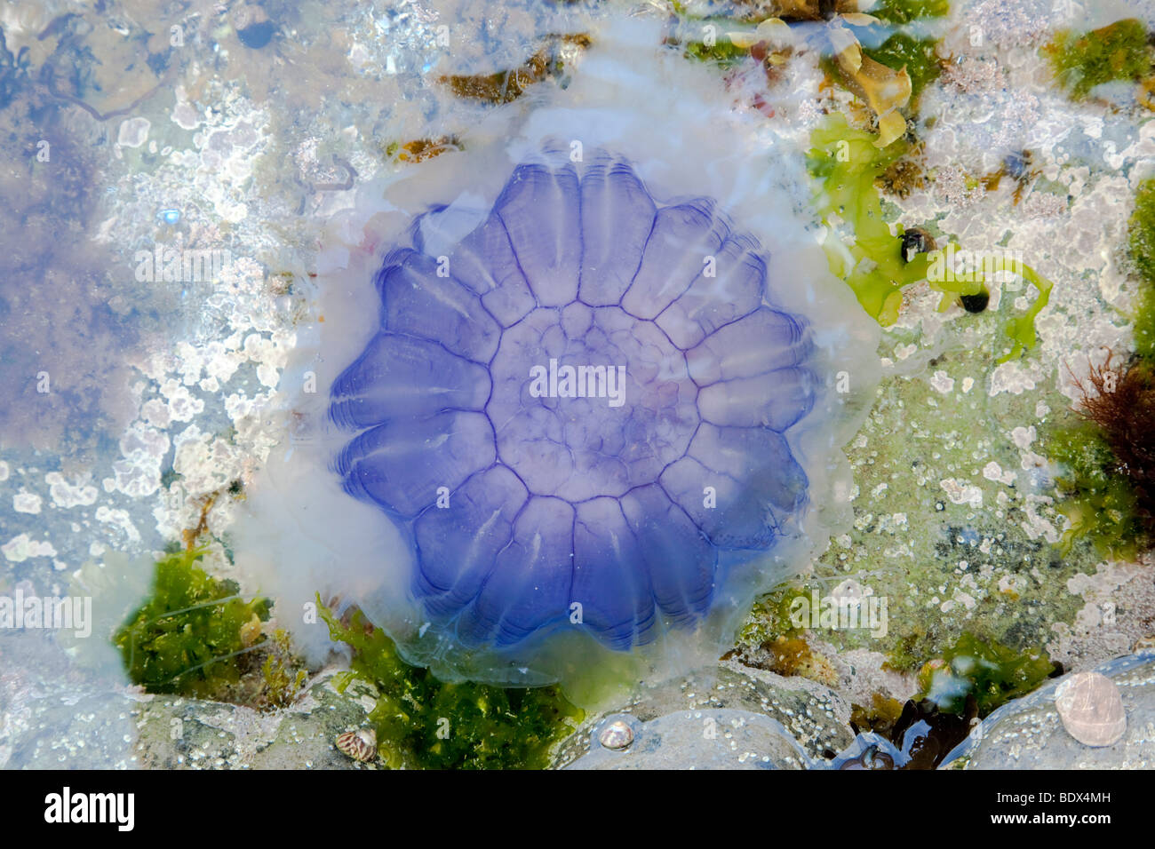 jellyfish in a rockpool at low tide Stock Photo - Alamy