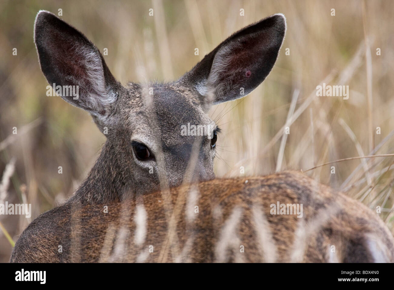 Mule deer (Odocoileus hemionus) in Point Reyes National Seashore ...