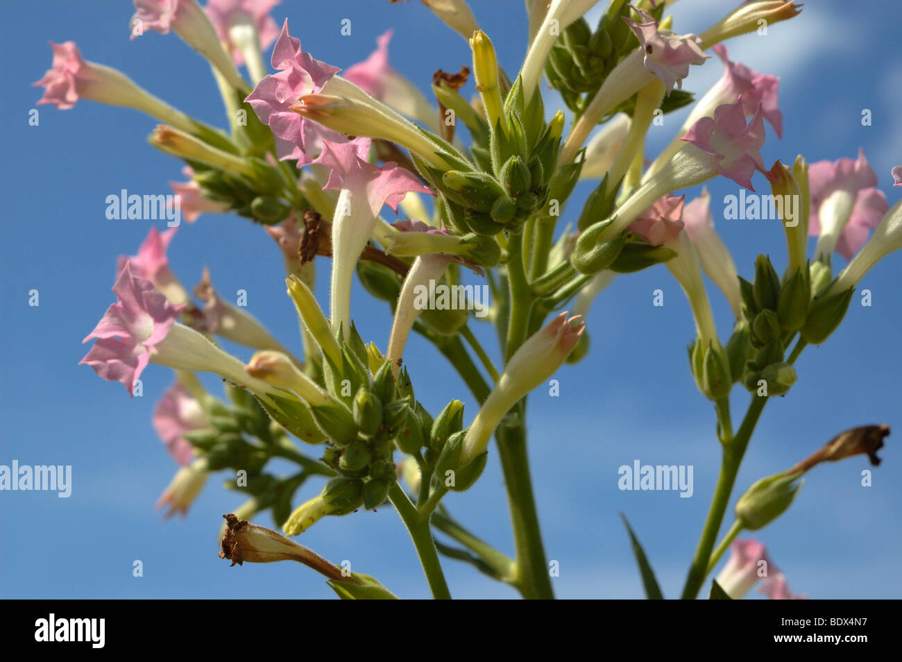 Burley tobacco plants hi-res stock photography and images - Alamy