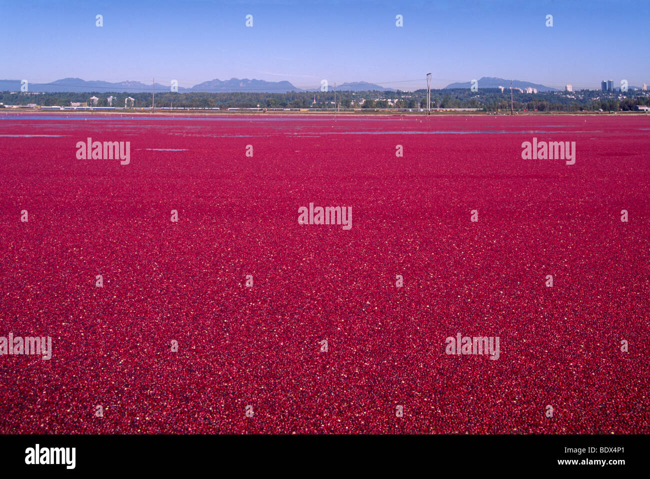 Fraser Valley, BC, British Columbia, Canada - Flooded Bog Field of ...
