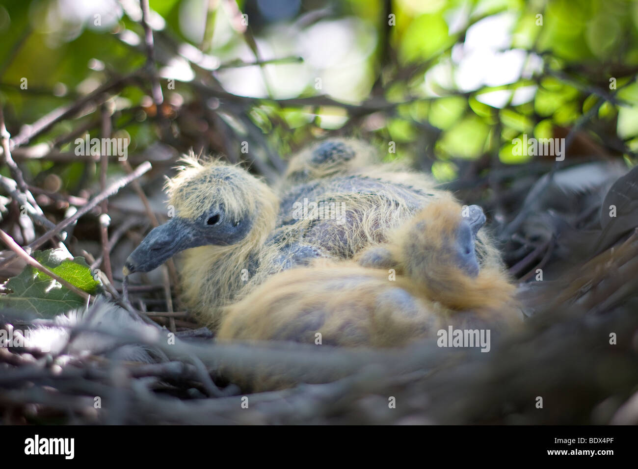 Baby pigeon hi-res stock photography and images - Alamy