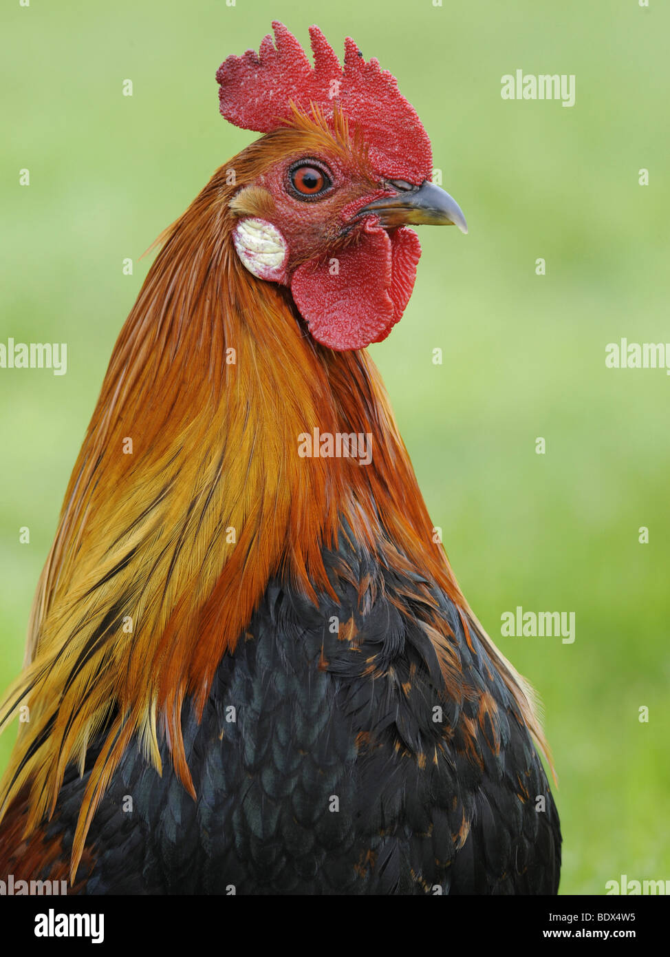 A bright and colourful cockerel Stock Photo - Alamy