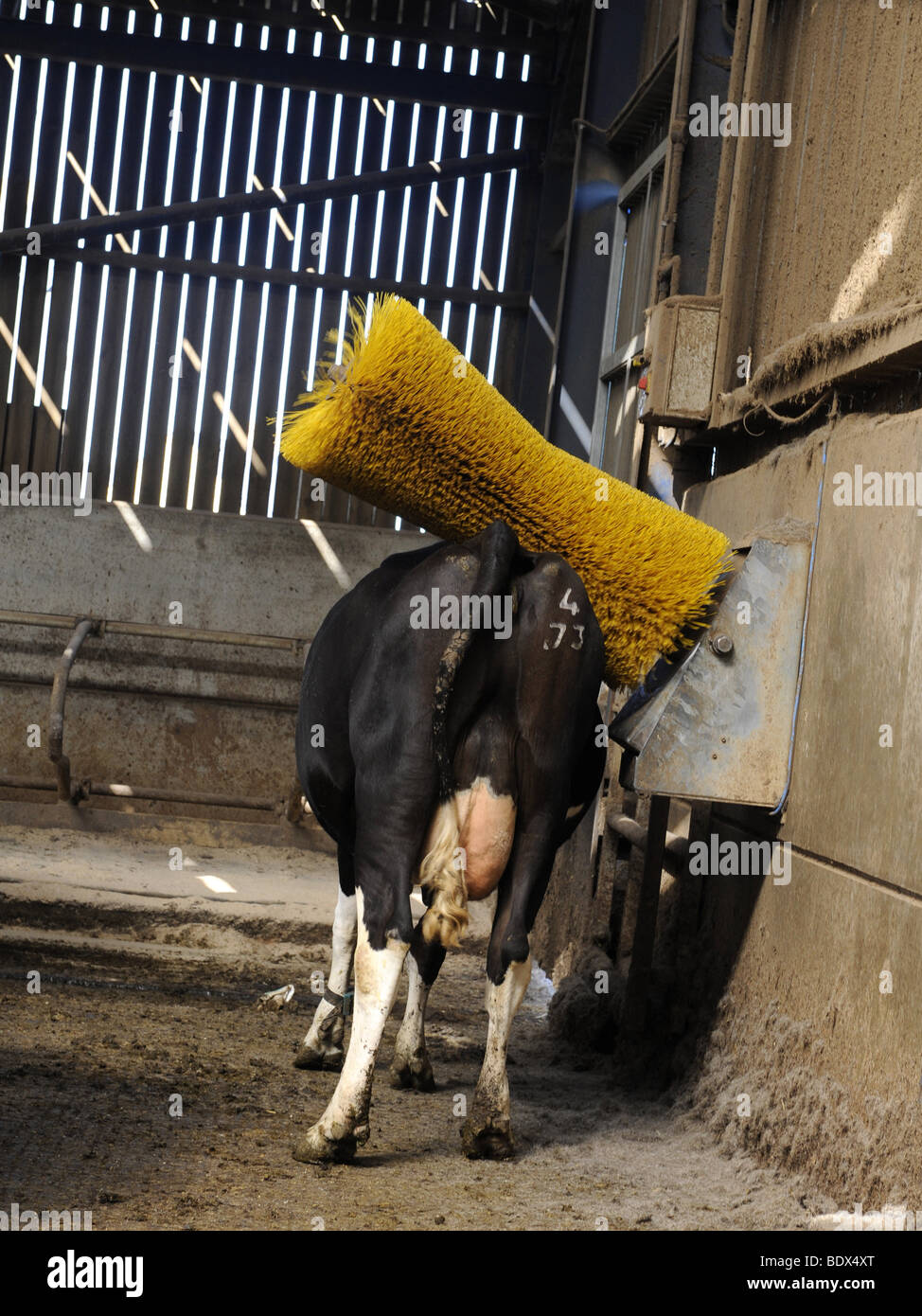 Back of a cow hi-res stock photography and images - Alamy