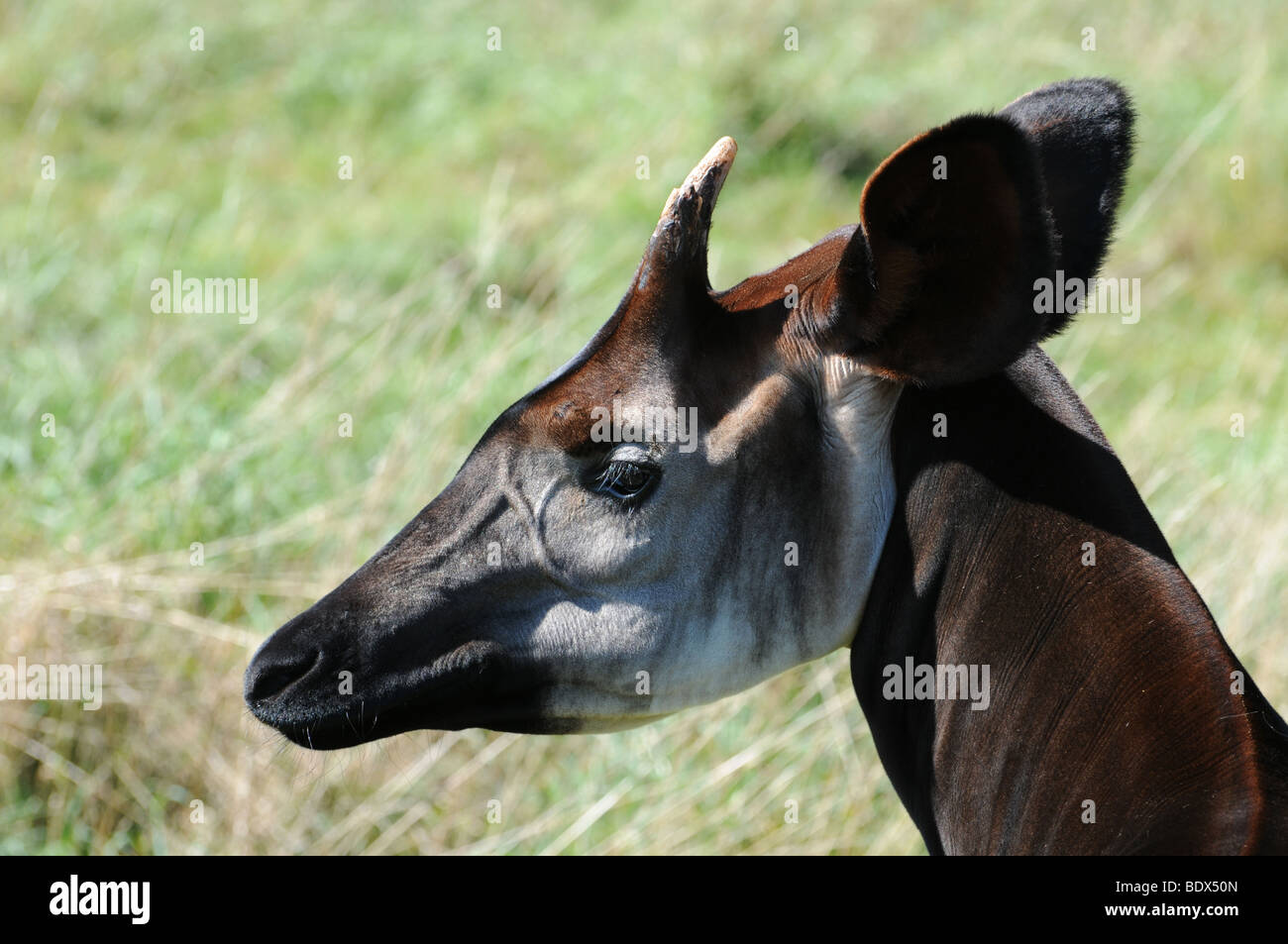 Okapi head shot Stock Photo - Alamy