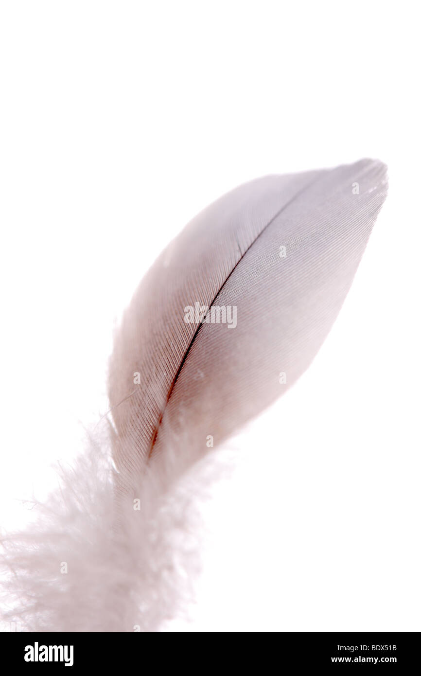 white feather isolated on white background Stock Photo - Alamy