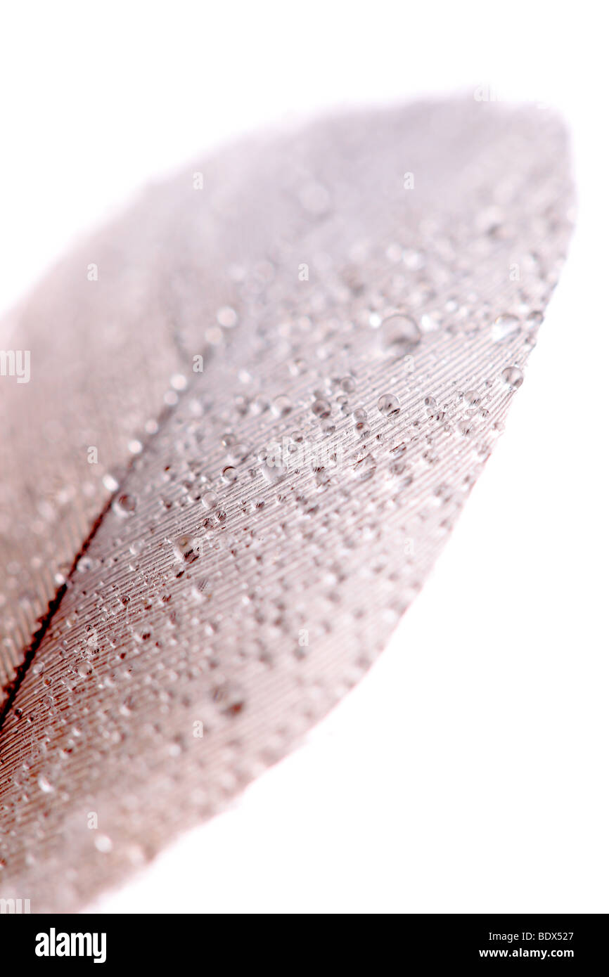 Line of water drops hi-res stock photography and images - Alamy