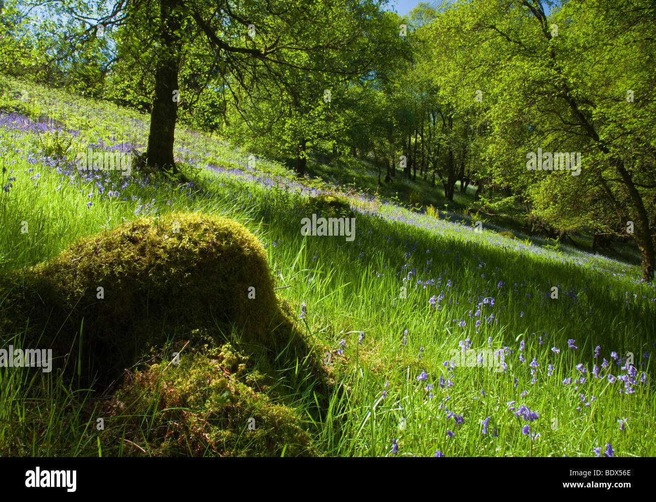 Callander wildlife hi-res stock photography and images - Alamy