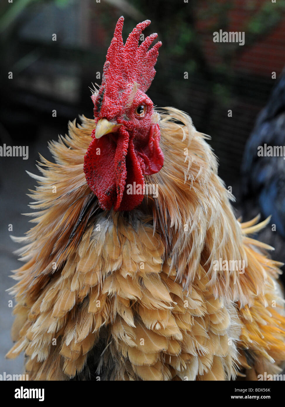 A fancy chicken that has been in the rain Stock Photo - Alamy