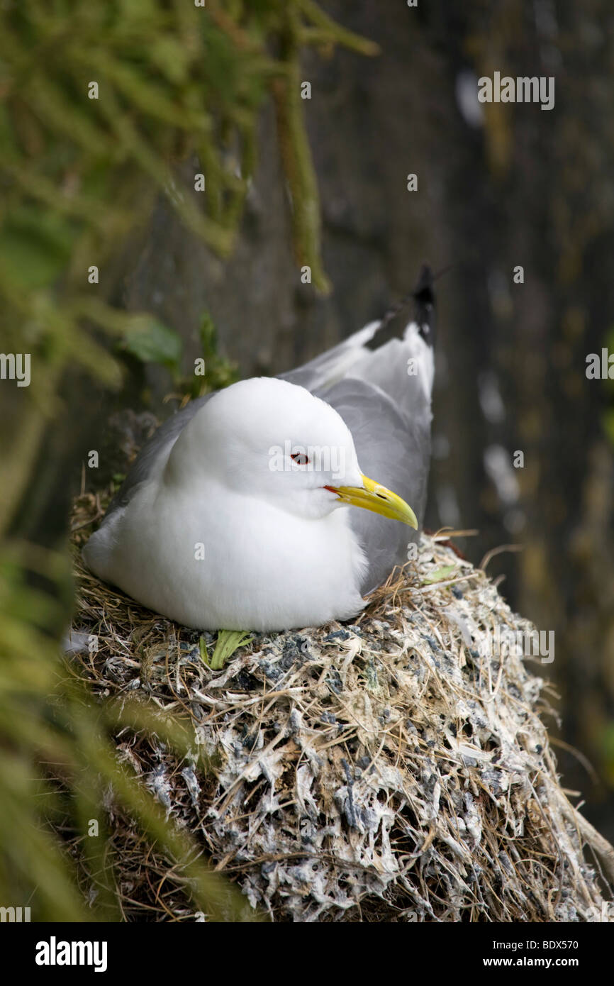 Kittiwake nest hi-res stock photography and images - Alamy