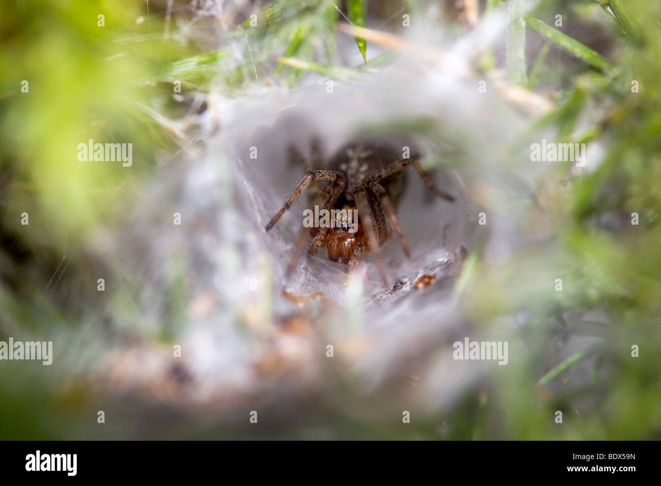 Labyrinth spider hi-res stock photography and images - Alamy