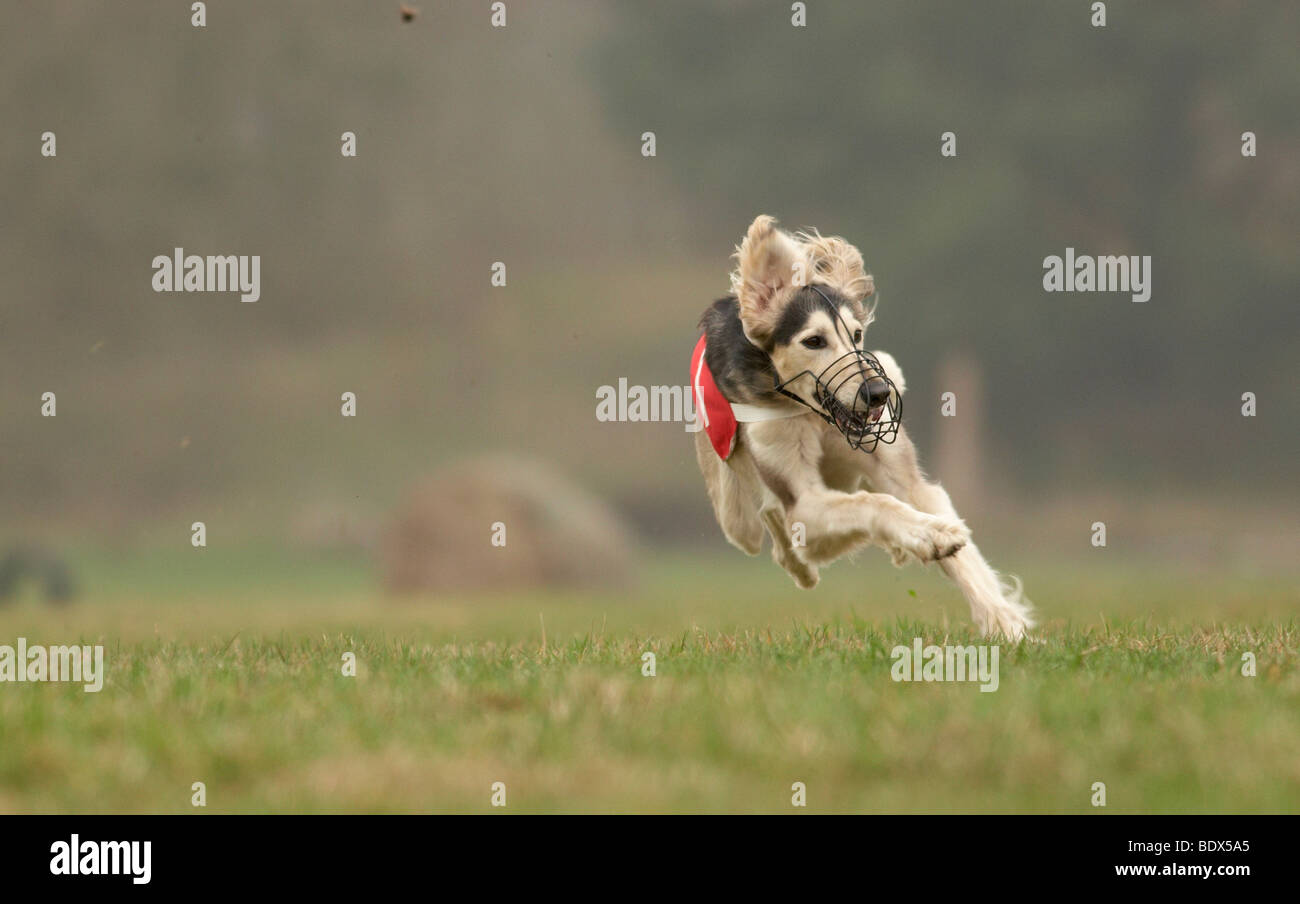 Greyhound running lawn hi-res stock photography and images - Alamy