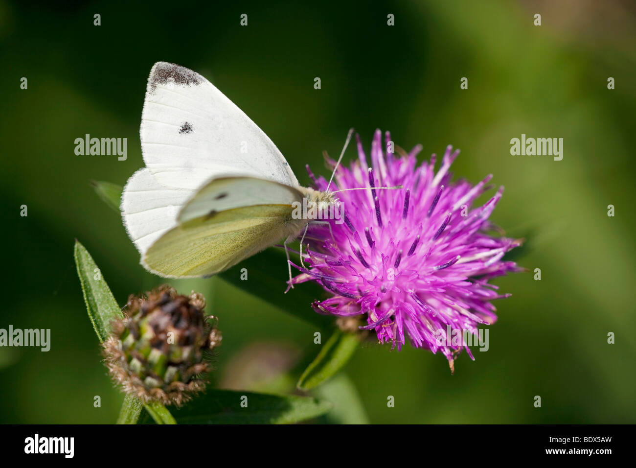 Large white butterfly hi-res stock photography and images - Alamy
