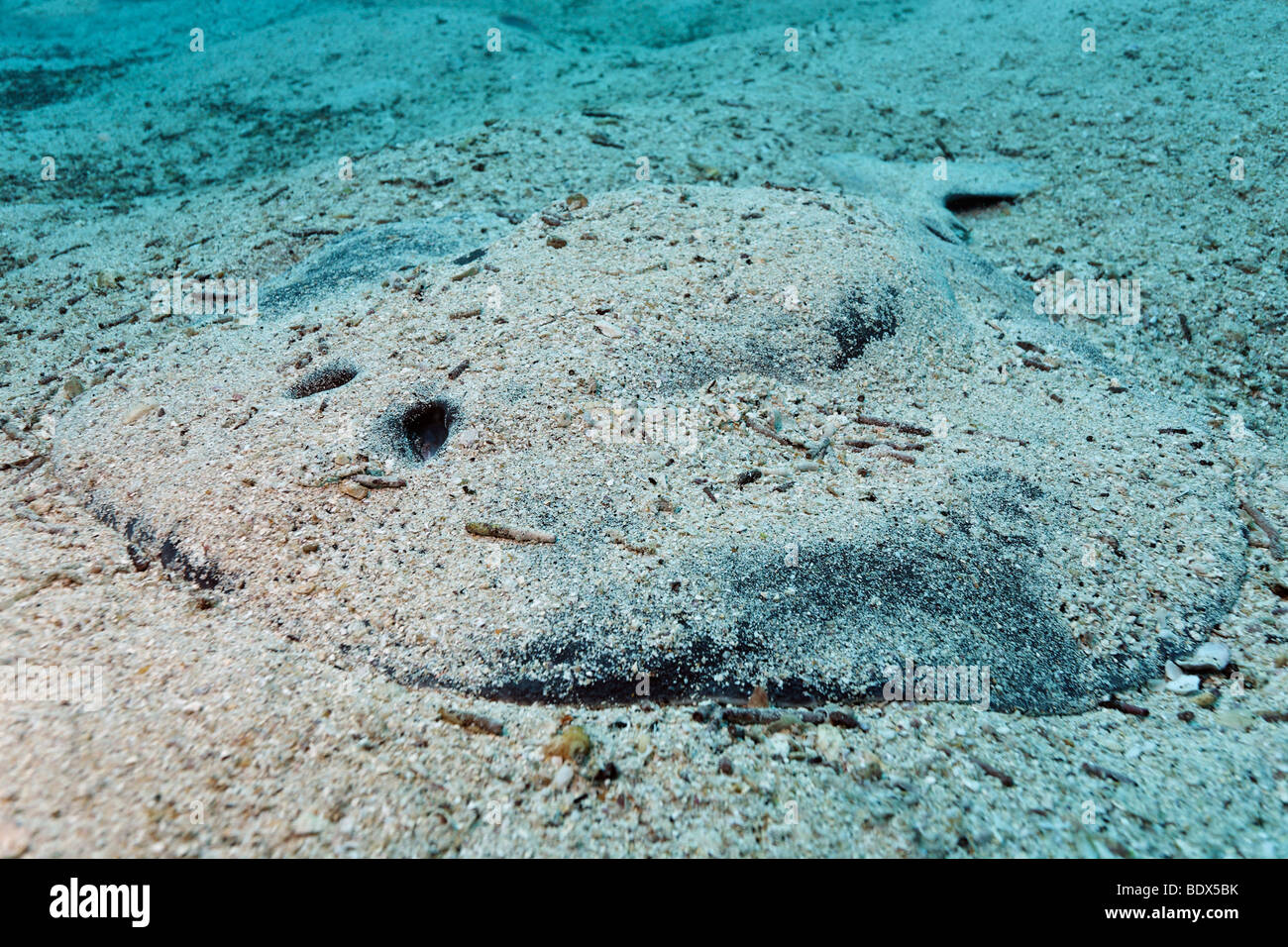 Giant electric ray (Narcine entemedor), electric, dangerous ...