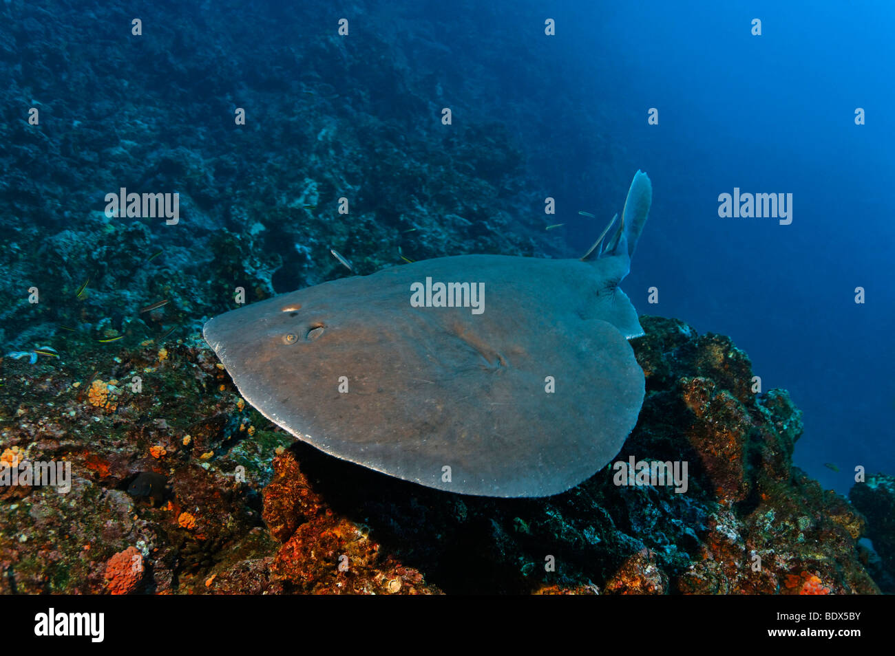 Electric ray hi-res stock photography and images - Alamy