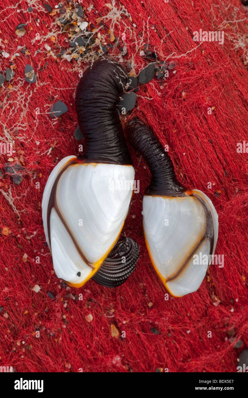 Goose barnacles hi-res stock photography and images - Alamy