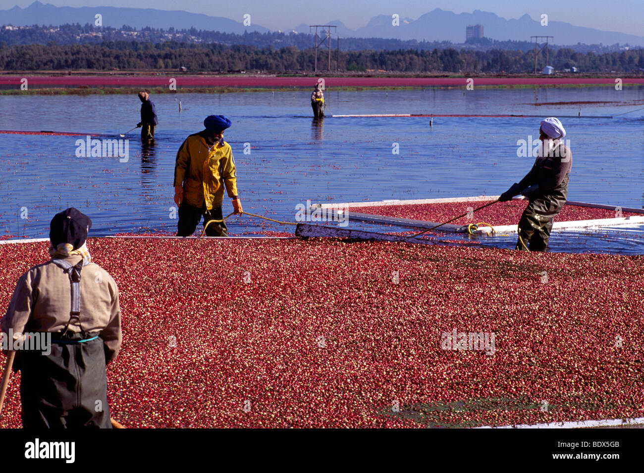 Men harvesting cranberries hi-res stock photography and images - Alamy
