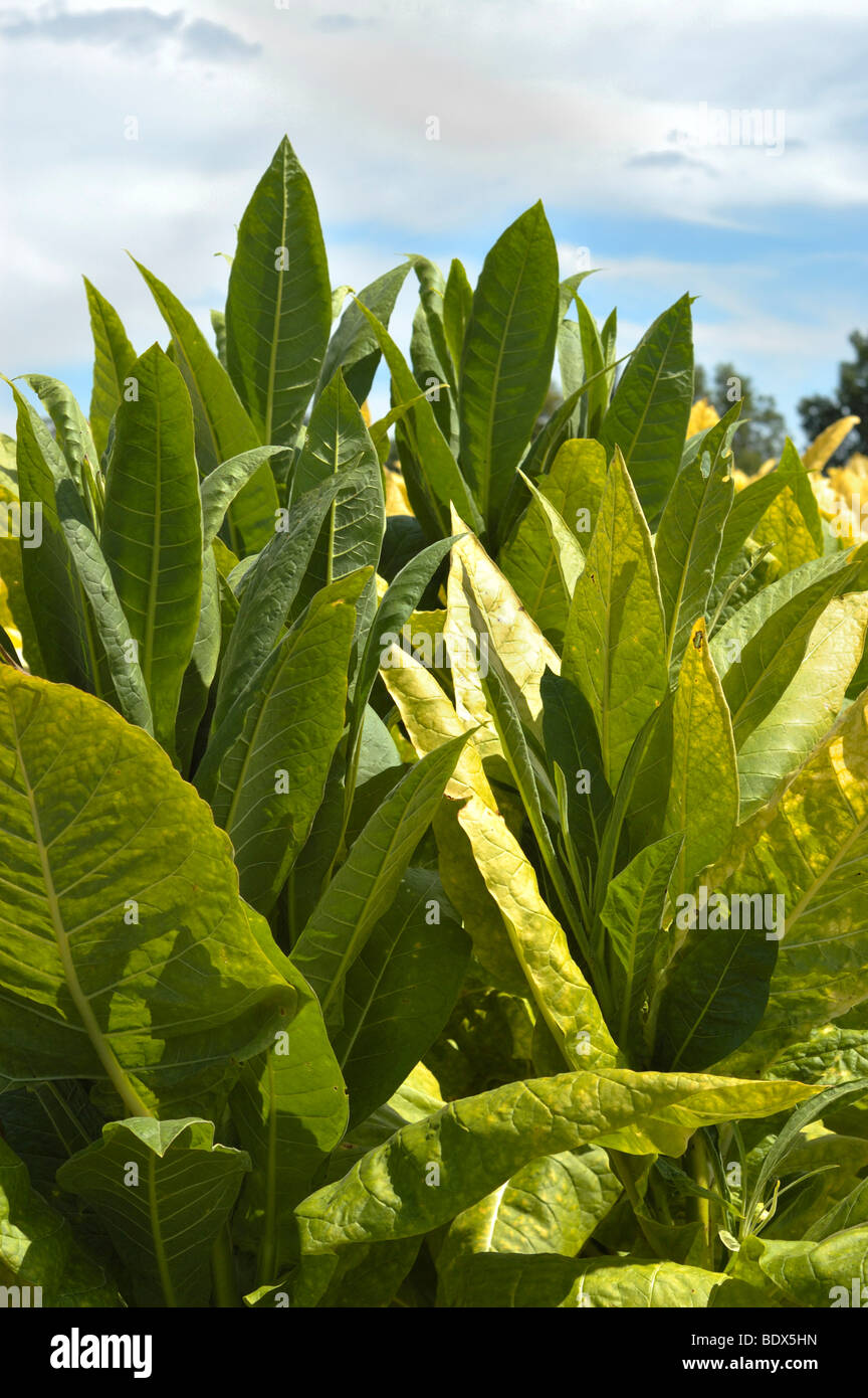 Burley tobacco plants ready for harvest in Kentucky, USA Stock Photo ...