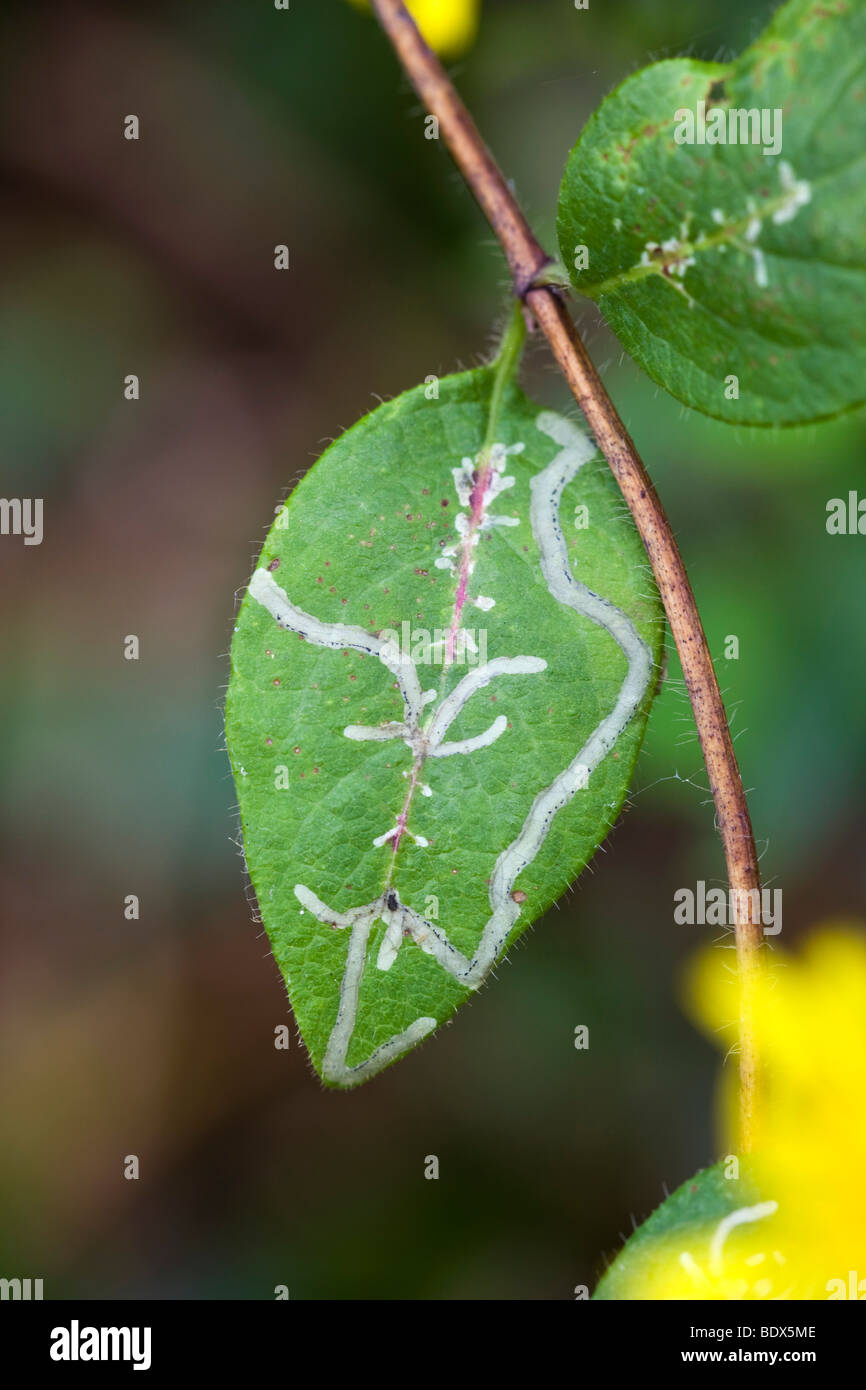 leaf miner moth trail; in honey suckle leaf Stock Photo - Alamy