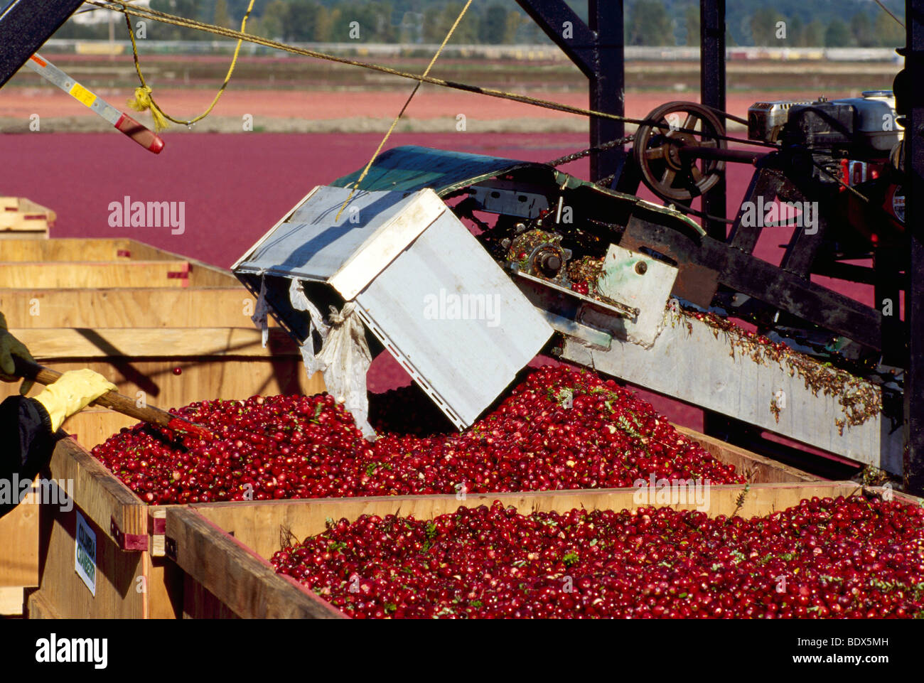 Fraser Valley, BC, British Columbia, Canada - Harvesting Cranberries ...