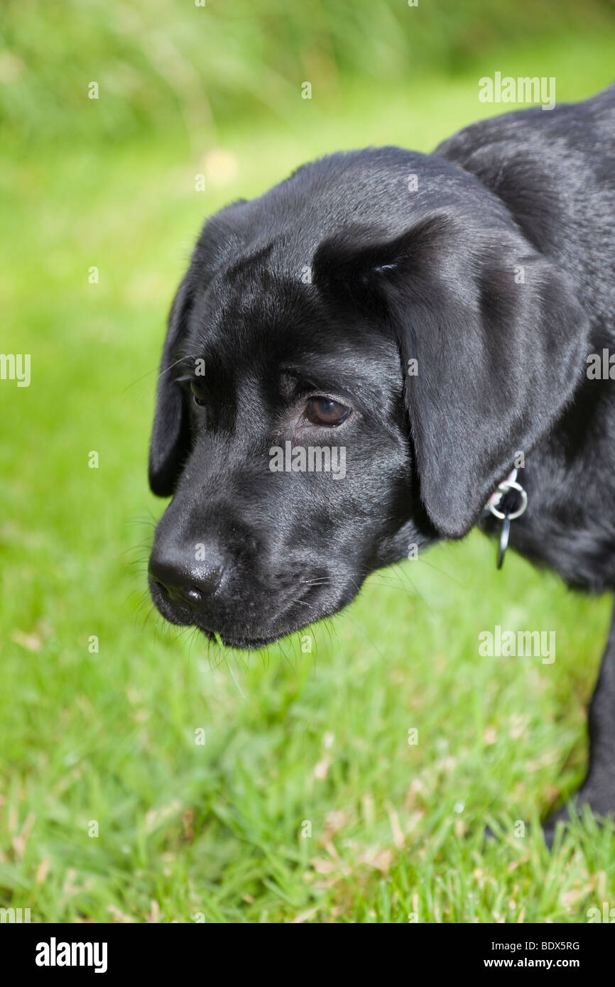 Britain UK Black Labrador puppy dog outside. Head portrait. Three ...