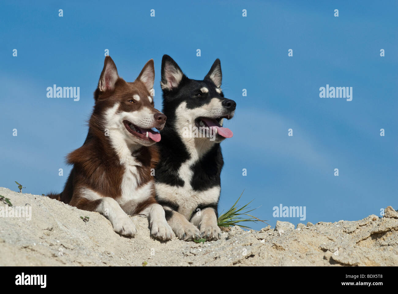 Two Lapponian Herder, Lapinporokoira or Lapp Reindeer dogs lying on a ...