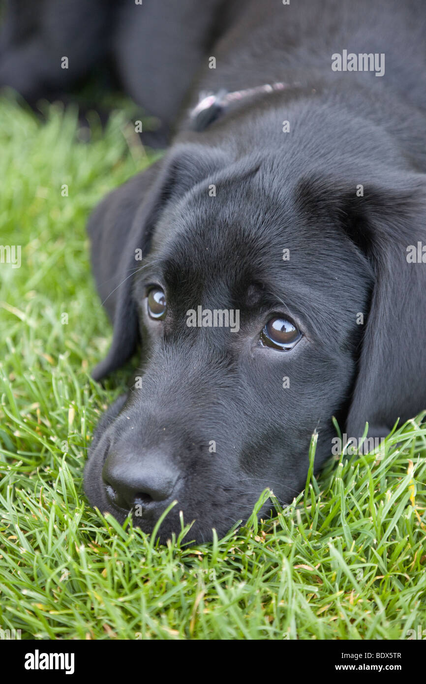 Black Labrador puppy dog lying on grass outside. Britain UK Stock Photo ...