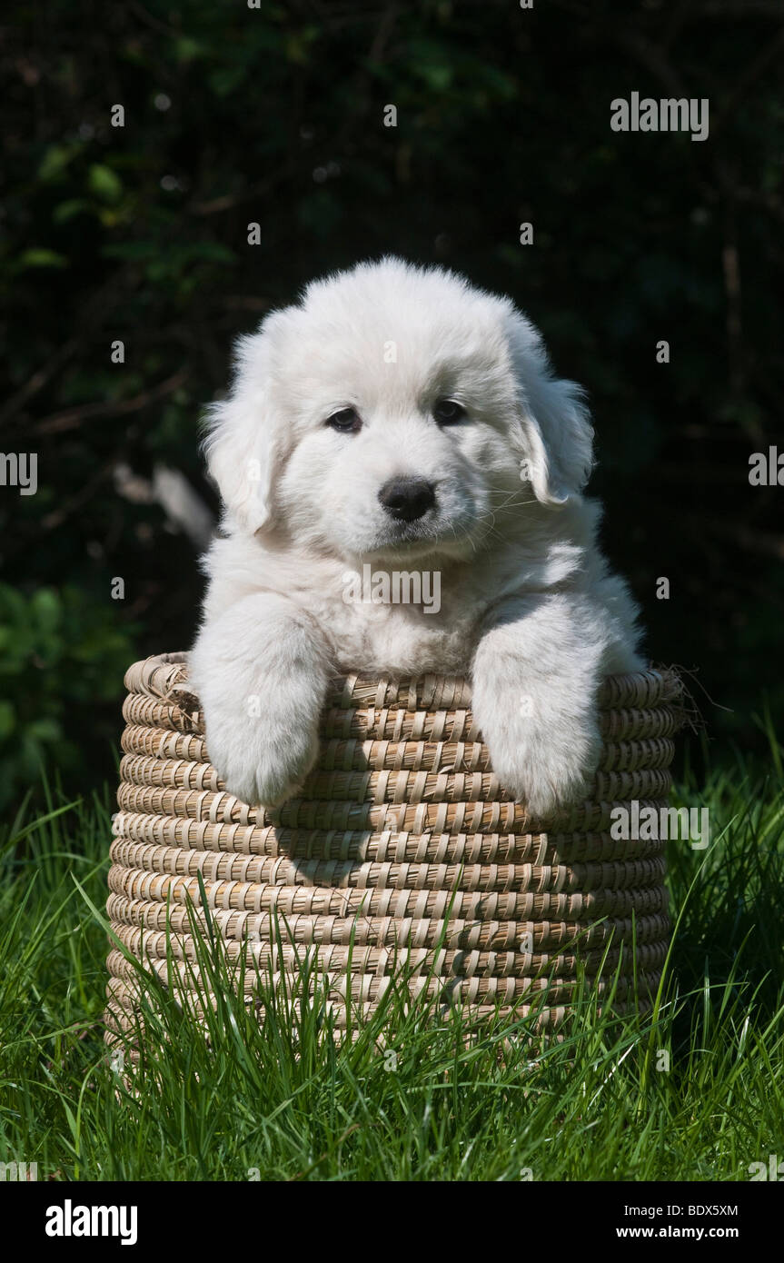 Polish Tatra Sheepdog, Owczarek Tatrzanski or Owczarek Podhalanski ...