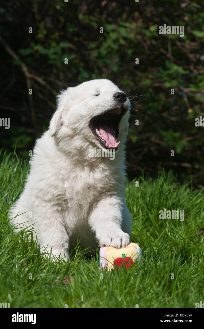 Polish Tatra Sheepdog, Owczarek Tatrzanski or Owczarek Podhalanski ...