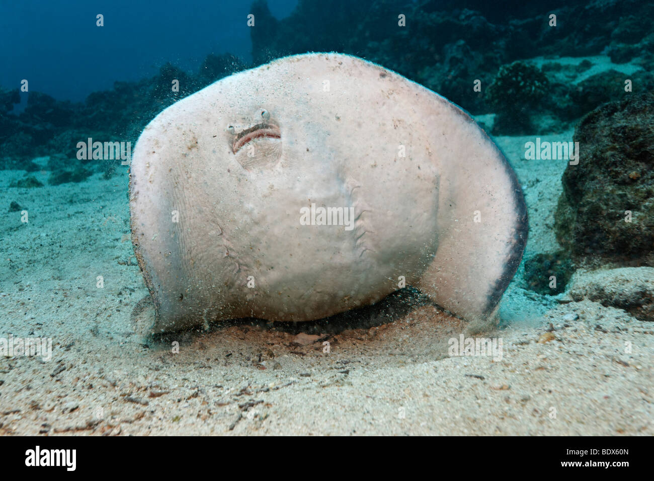 Giant electric ray (Narcine entemedor), electric, dangerous, rising ...