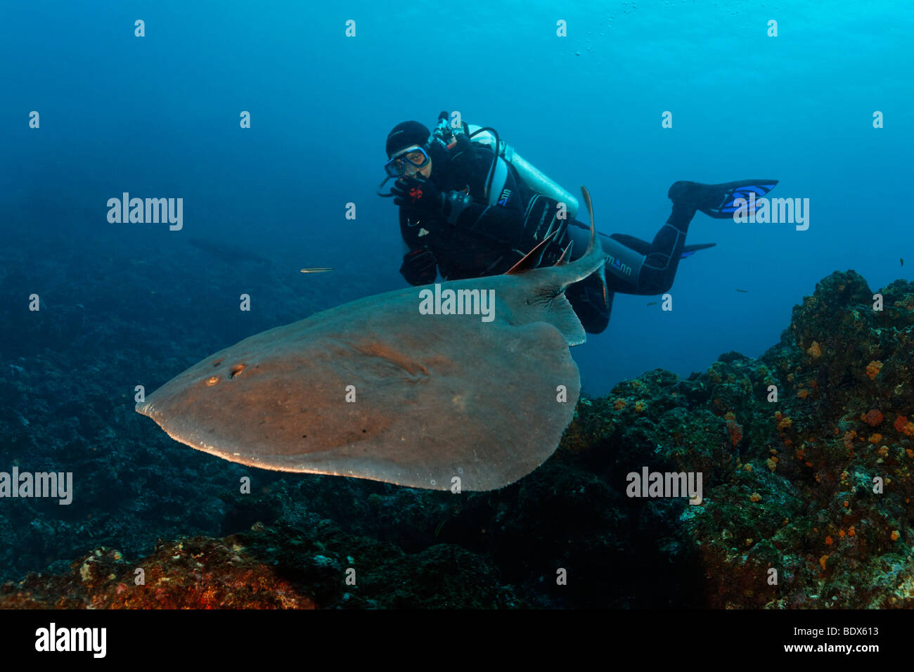 Giant electric ray (Narcine entemedor), electric, dangerous, and scuba ...