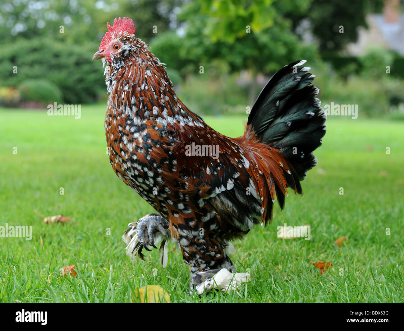 Unusual chicken hi-res stock photography and images - Alamy