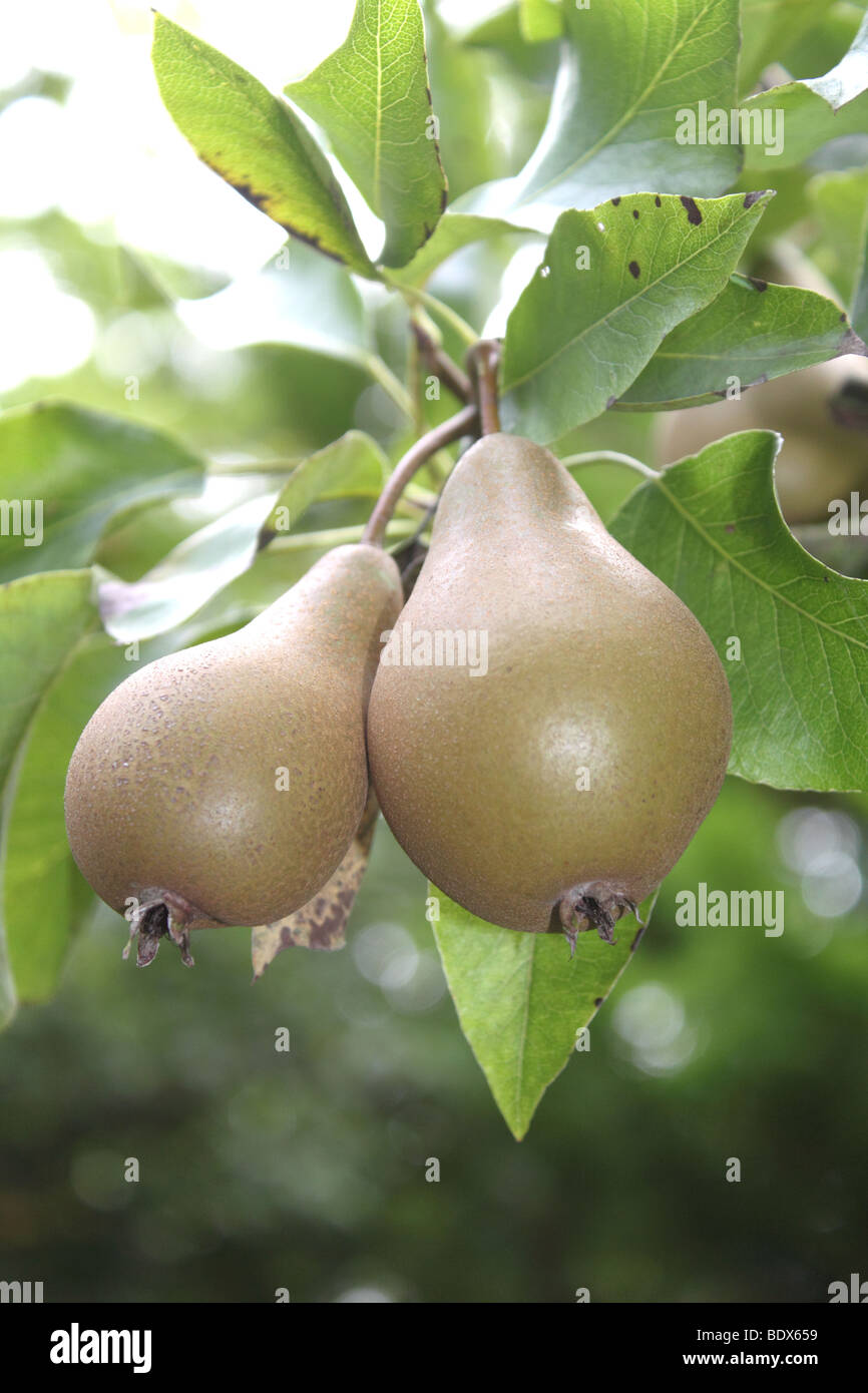 Pears growing tree hi-res stock photography and images - Alamy
