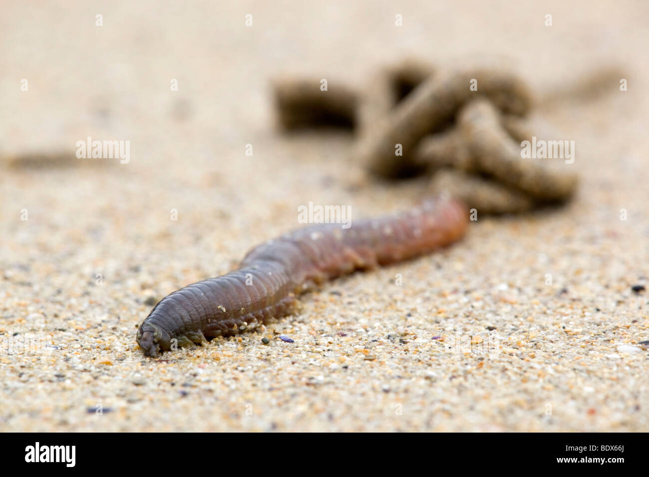Worm castings hi-res stock photography and images - Alamy