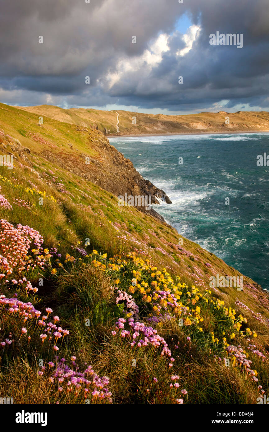 ligger point looking towards penhale sands; cornwall Stock Photo - Alamy