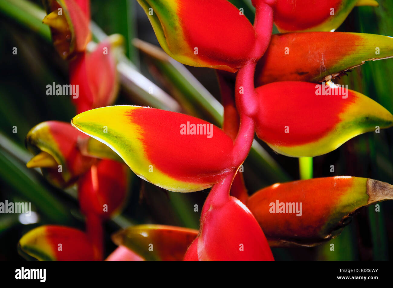 Heliconia pendula hi-res stock photography and images - Alamy