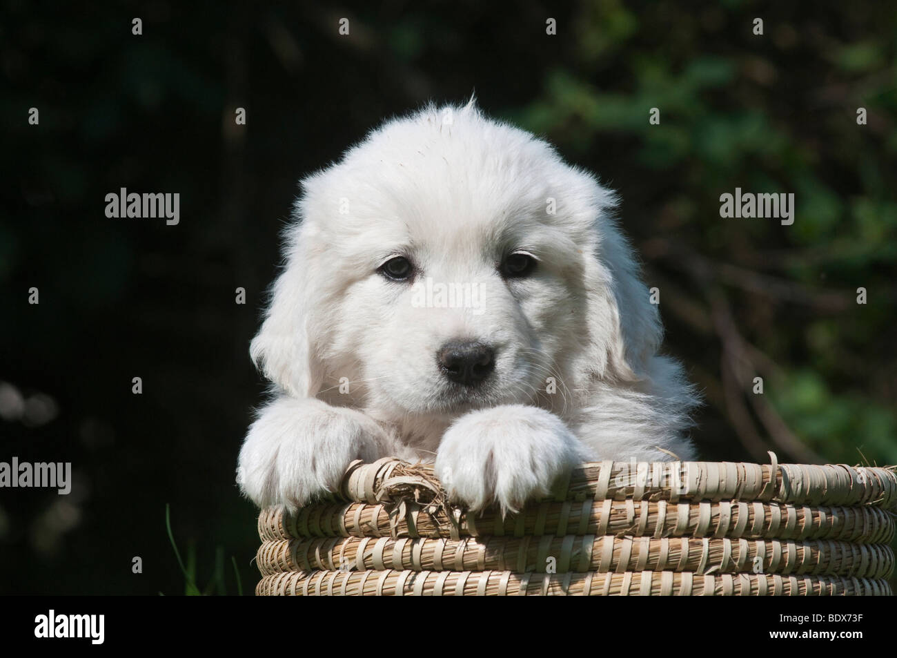 Polish Tatra Sheepdog, Owczarek Tatrzanski or Owczarek Podhalanski ...