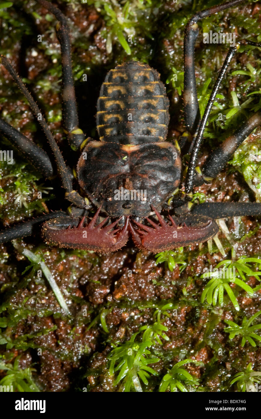 Scorpion costa rica hi-res stock photography and images - Alamy