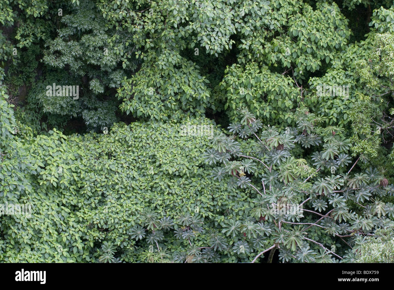 View of the rainforest from above; the large-leafed Cecropia tree is ...