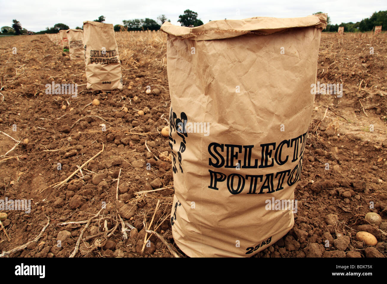 Harvesting Potatoes in Bedfordshire using 25kg brown paper sacks for ...